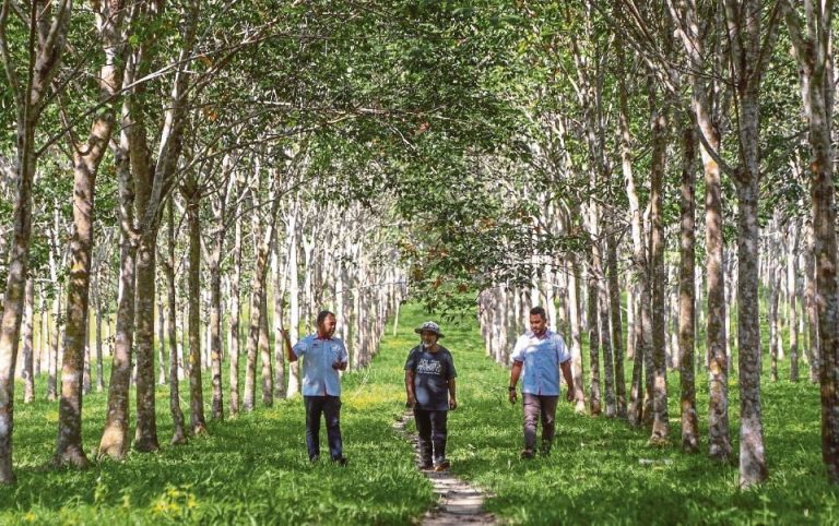 Kedudukan Industri Getah Negara Tergugat, Penurunan Keluasan Kawasan ...